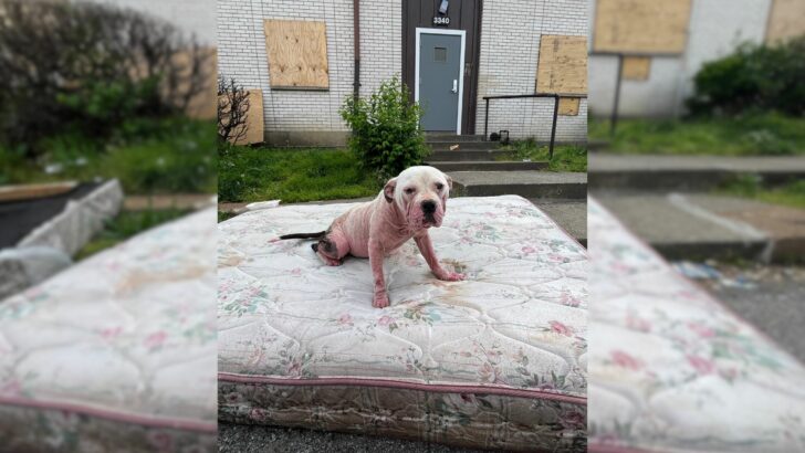 Dog Lying On Old Mattress Next To Abandoned Building Leaves Rescuers ...