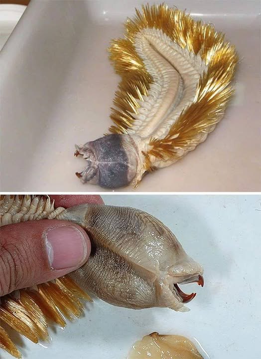 El gusano antÃ¡rtico con dientes que perseguirÃ¡ tus sueÃ±os - Amazing