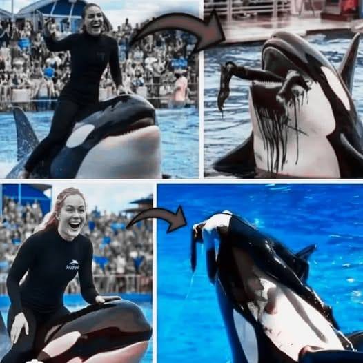 Orca trainer is devoured by this one while perforâ€¦ - Amazing